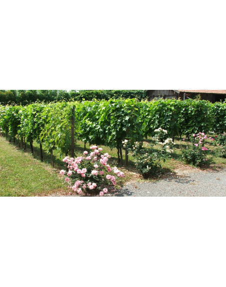 Candin Vigne résistant - Jardivigne.com-Direct Pépiniériste-C2L