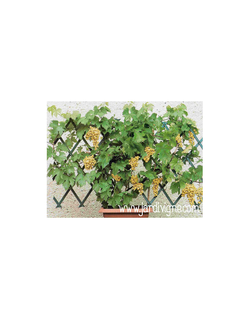 Muscat Gris -pot 2L plant 2 ans- Jardivigne