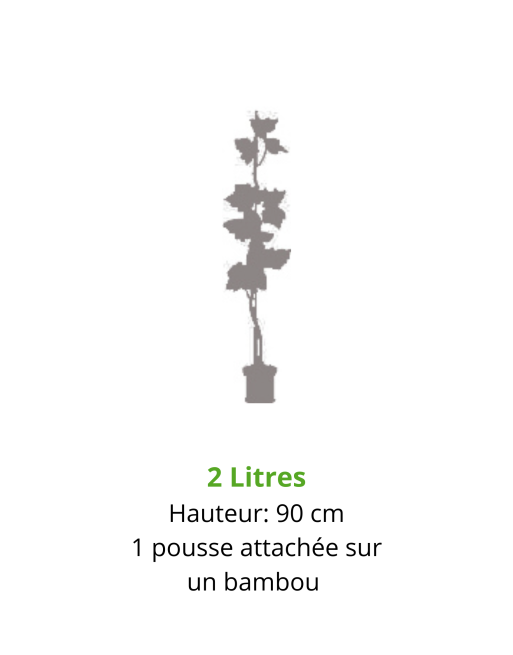 Dattier de Beyrouth - Raisin tardif - Jardivigne