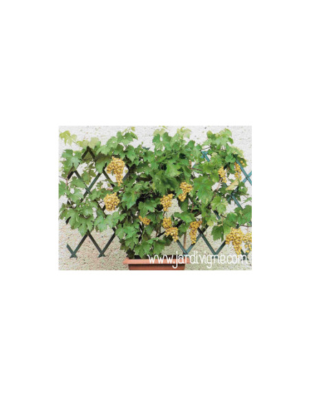 Teinturier -Vitis Tinctoria -racines nues- Jardivigne