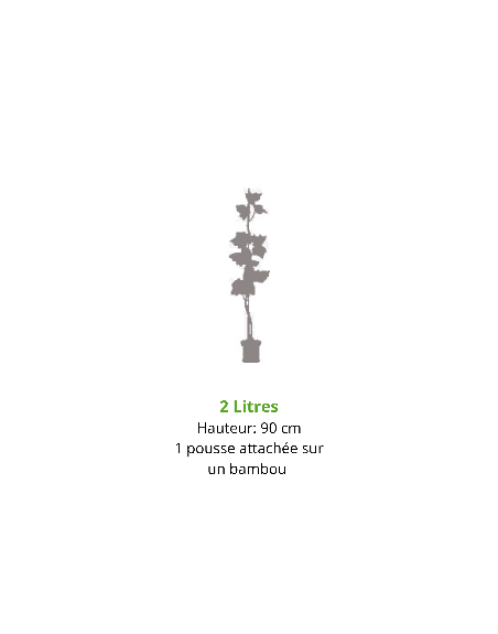 Teinturier -Vitis Tinctoria -racines nues- Jardivigne